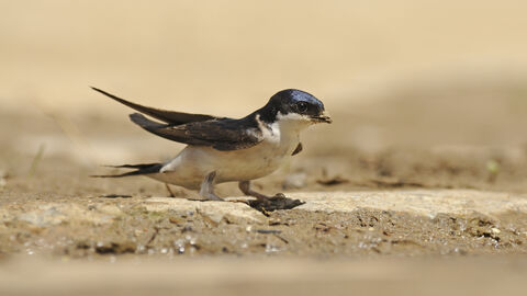 House martin | The Wildlife Trusts
