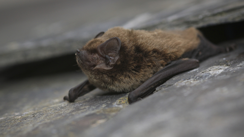 Leisler's bat | The Wildlife Trusts