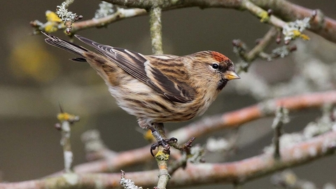 Lesser redpoll | The Wildlife Trusts