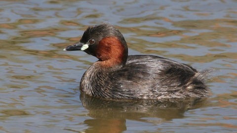 Little grebe | The Wildlife Trusts