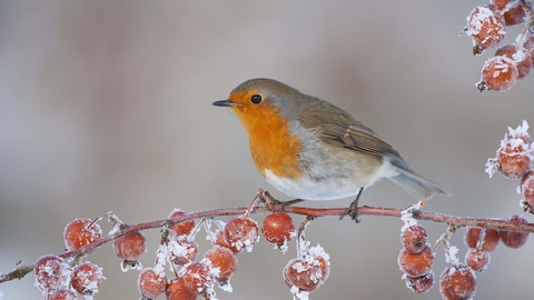 Robin | The Wildlife Trusts