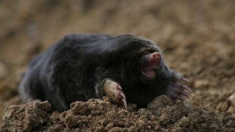 Mole | The Wildlife Trusts