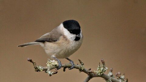 Marsh tit | The Wildlife Trusts