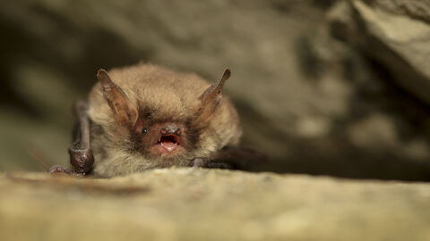 Natterer's bat | The Wildlife Trusts