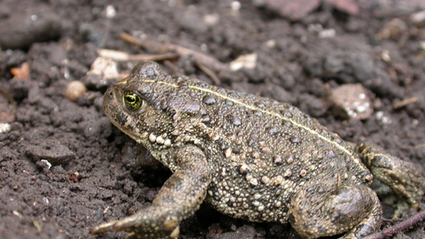 Natterjack toad | The Wildlife Trusts