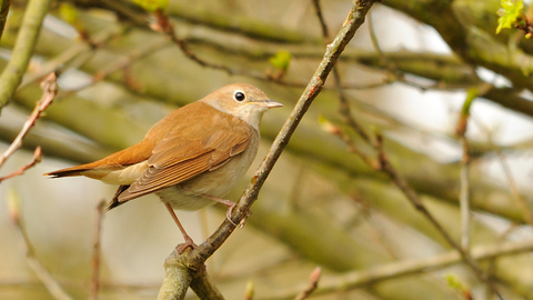 Nightingale | The Wildlife Trusts