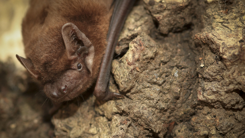 Noctule | The Wildlife Trusts