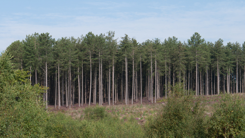 Coniferous plantation | The Wildlife Trusts