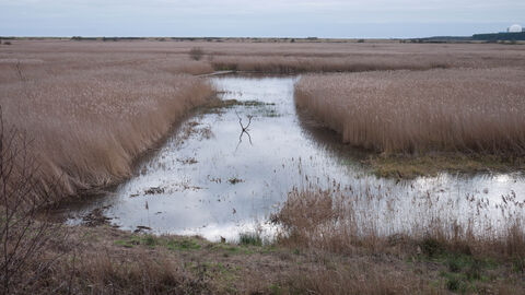Reedbed | The Wildlife Trusts