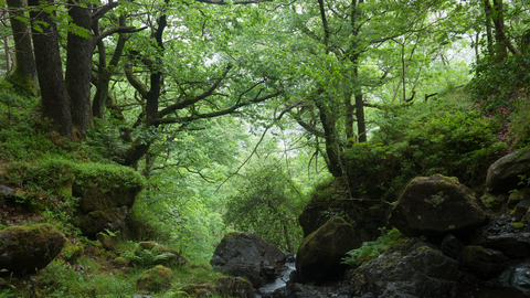 Atlantic oak wood | The Wildlife Trusts