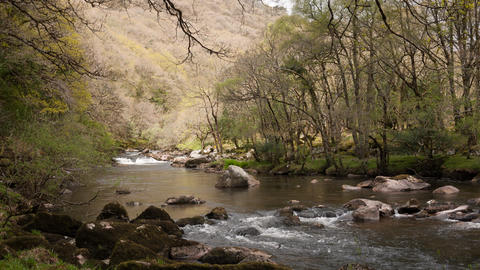 Atlantic oak wood | The Wildlife Trusts