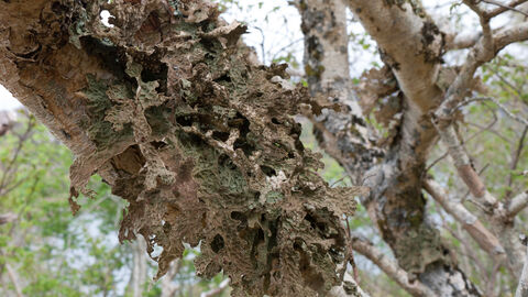 Atlantic hazel wood | The Wildlife Trusts