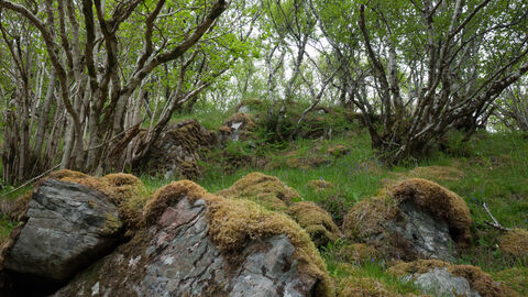 Atlantic hazel wood | The Wildlife Trusts