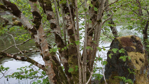 Atlantic hazel wood | The Wildlife Trusts