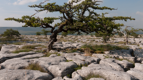 Limestone pavement | The Wildlife Trusts