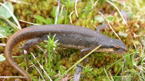 Palmate newt | The Wildlife Trusts