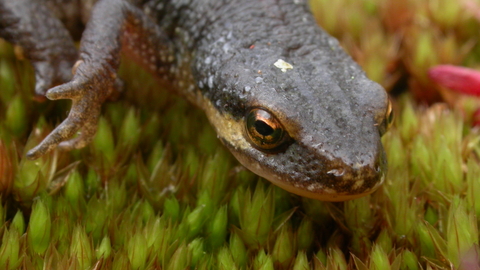 Palmate newt | The Wildlife Trusts