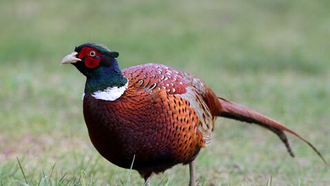 Pheasant | The Wildlife Trusts