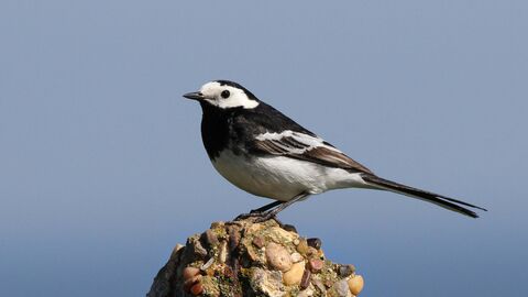 Pied wagtail | The Wildlife Trusts