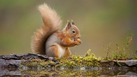Red squirrel | The Wildlife Trusts
