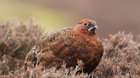 Red grouse | The Wildlife Trusts
