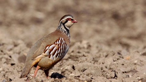 Red-legged partridge | The Wildlife Trusts