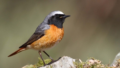 Redstart | The Wildlife Trusts