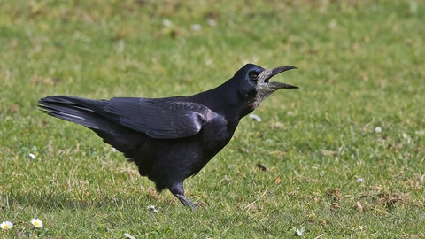 Rook | The Wildlife Trusts