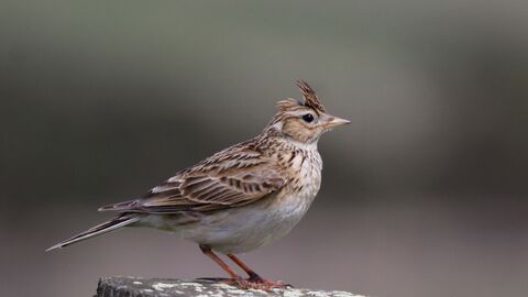 Skylark | The Wildlife Trusts