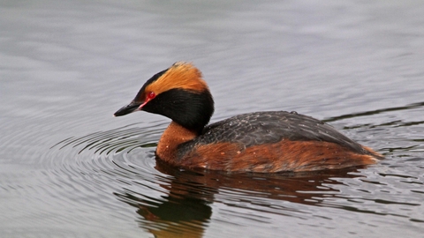 Slavonian grebe | The Wildlife Trusts