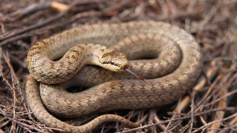 Smooth snake | The Wildlife Trusts