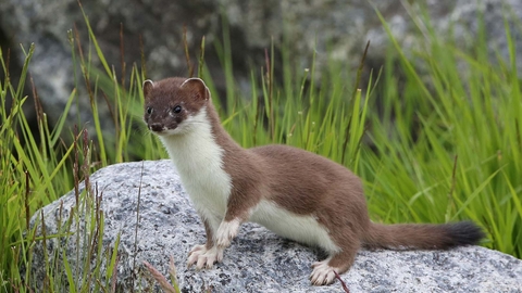 Arctic Ermine Baby