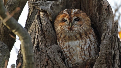 Tawny owl | The Wildlife Trusts