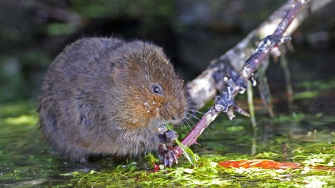 Water vole | The Wildlife Trusts
