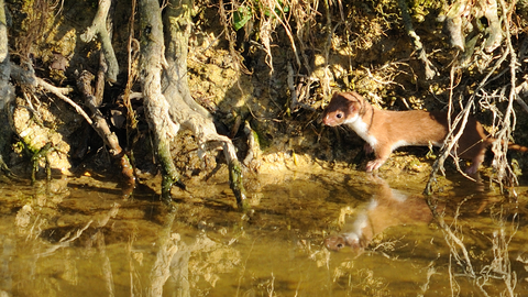 Weasel | The Wildlife Trusts