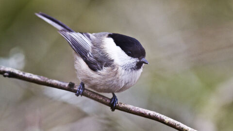 Willow tit | The Wildlife Trusts