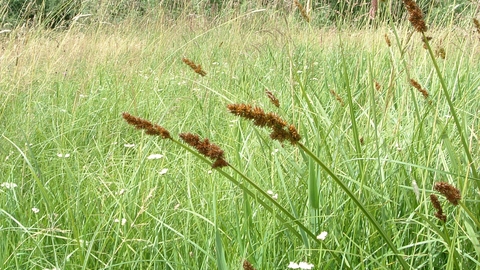 True fox-sedge | The Wildlife Trusts