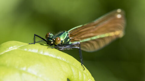 Beautiful demoiselle | The Wildlife Trusts