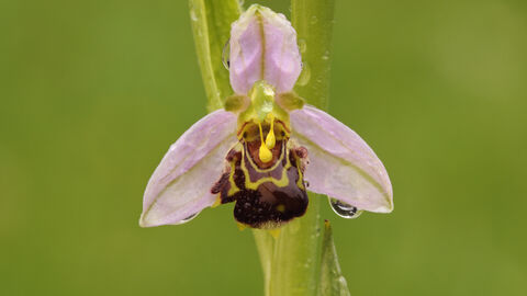 Bee orchid | The Wildlife Trusts