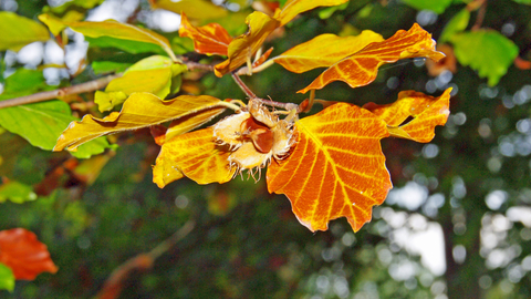 Common beech | The Wildlife Trusts