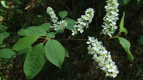Bird cherry | The Wildlife Trusts