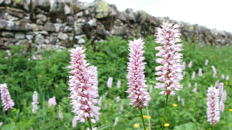 Common bistort | The Wildlife Trusts