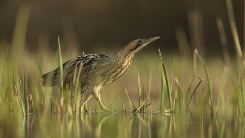 Bittern | The Wildlife Trusts