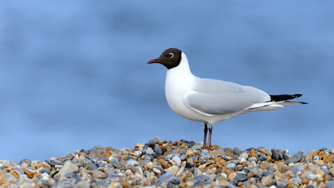 Black-headed gull | The Wildlife Trusts