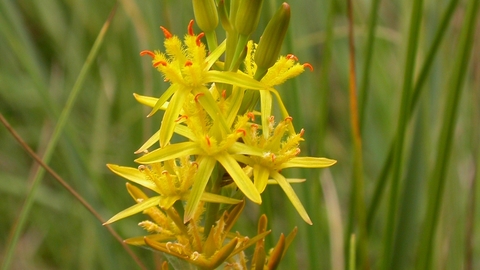 Bog asphodel | The Wildlife Trusts