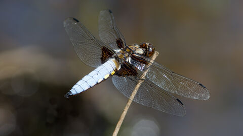 Broad-bodied chaser | The Wildlife Trusts