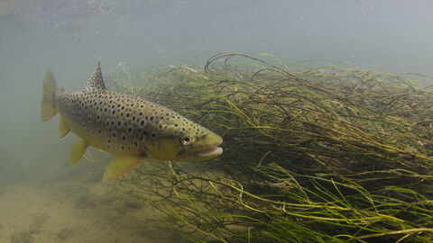Brown trout | The Wildlife Trusts