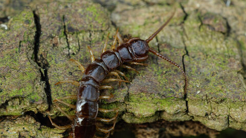 Brown centipede | The Wildlife Trusts