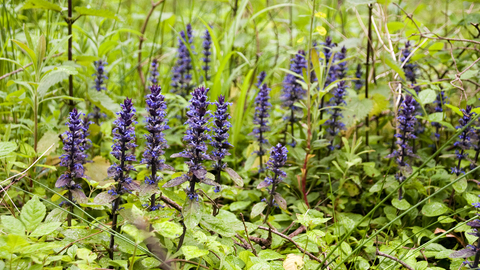 Bugle | The Wildlife Trusts