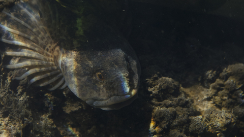 Bullhead | The Wildlife Trusts